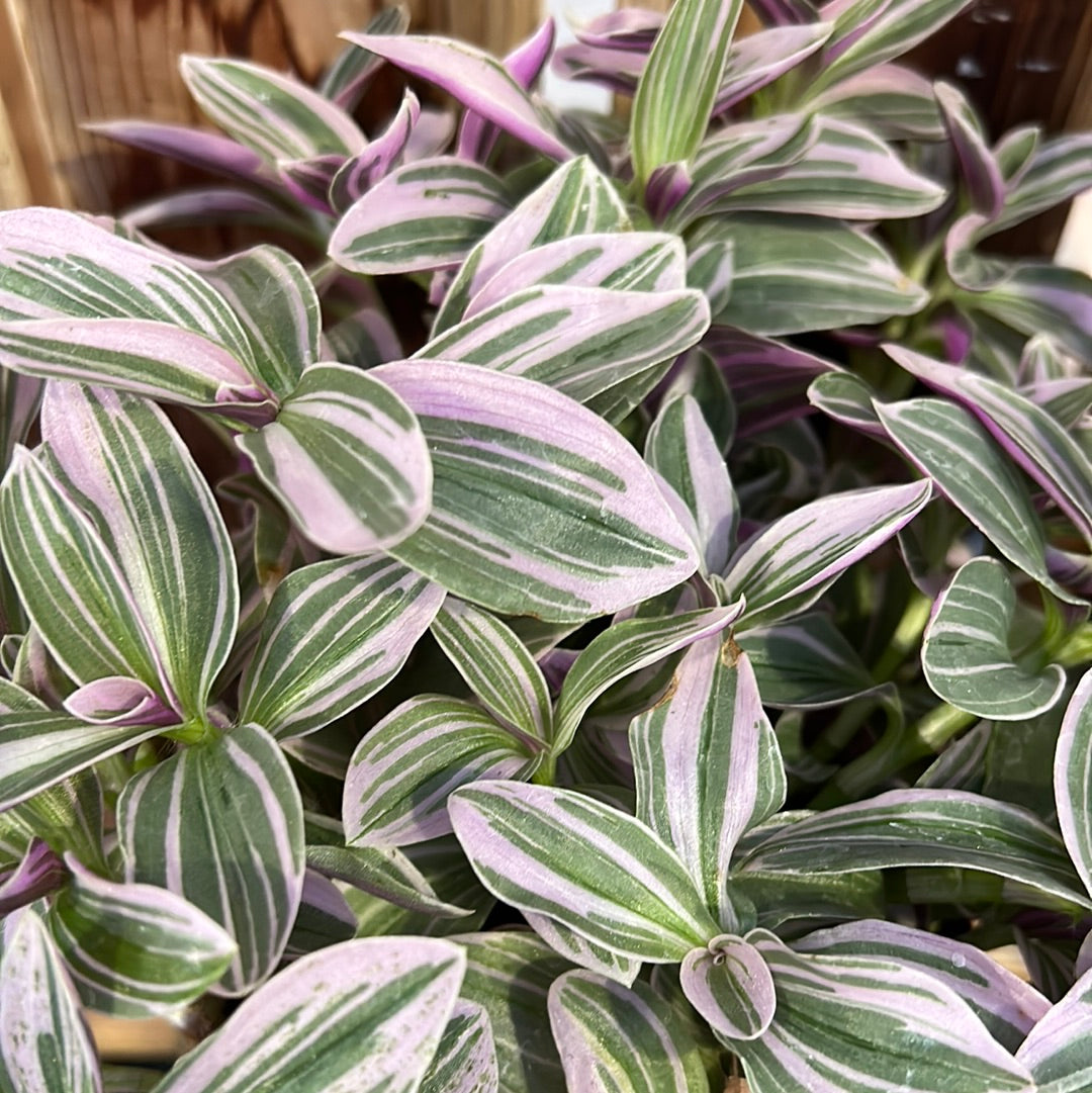 Tradescantia Feeling Flirty