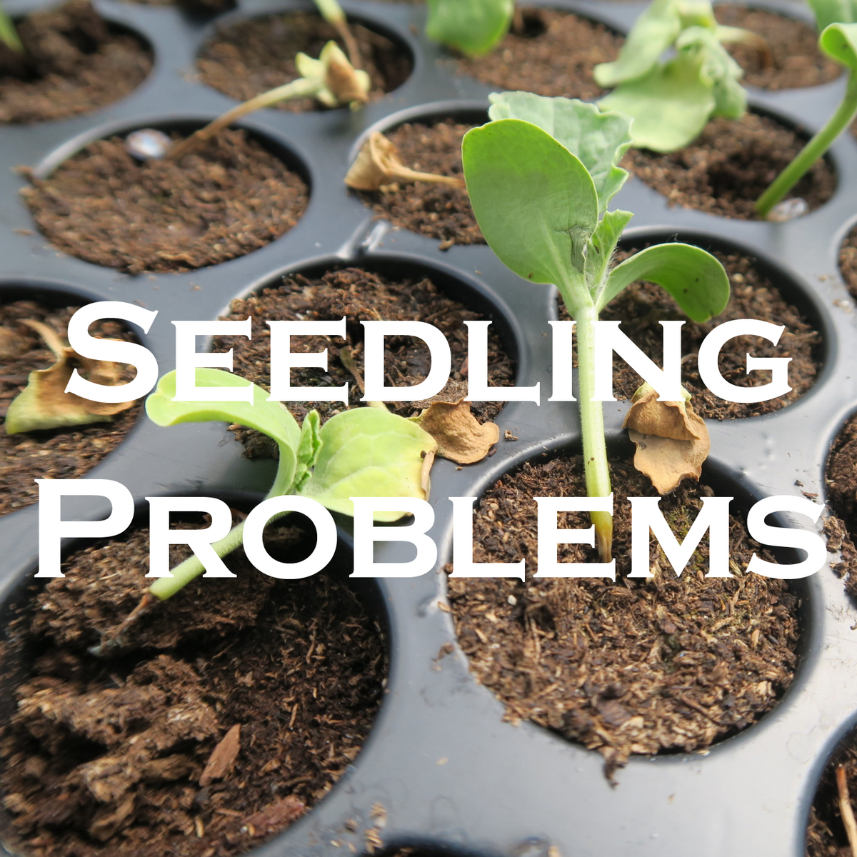 Seedling Problems – Sunset Nursery