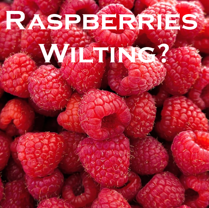 Raspberries Wilting? – Sunset Nursery