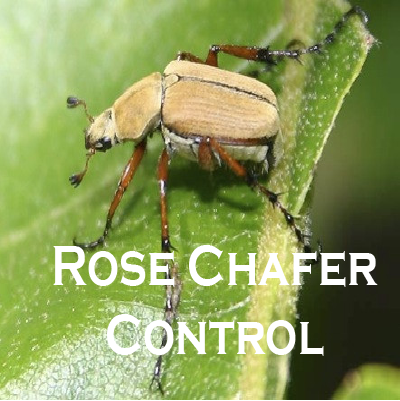 Rose Chafer Control – Sunset Nursery