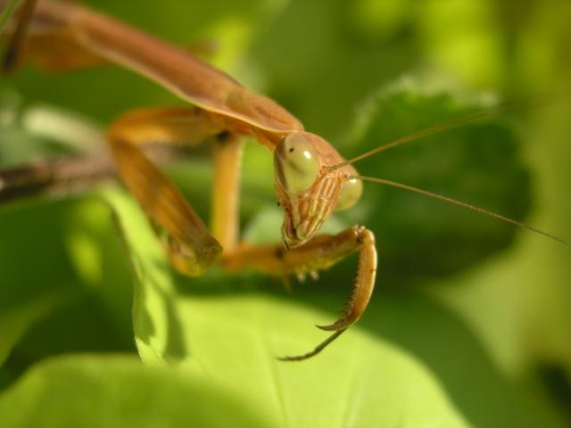 Natural Pest Control – Sunset Nursery
