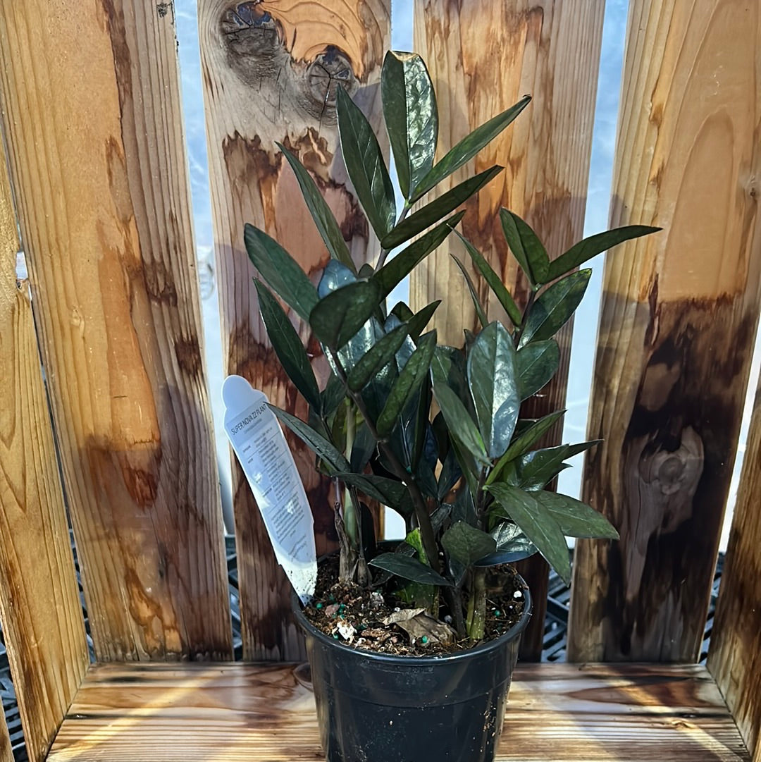 ZZ Plant - Supernova Black – Sunset Nursery