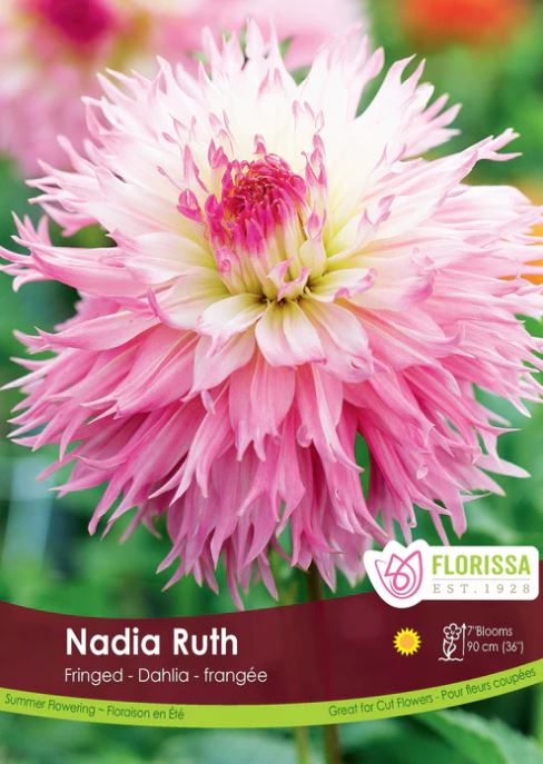Dahlia Bulb - Fringed Nadia Ruth – Sunset Nursery
