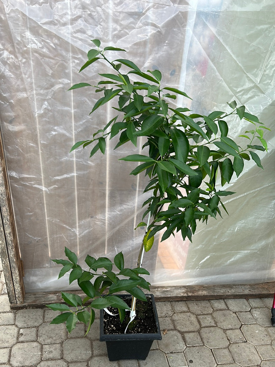 Citrus - Nules Clementine – Sunset Nursery