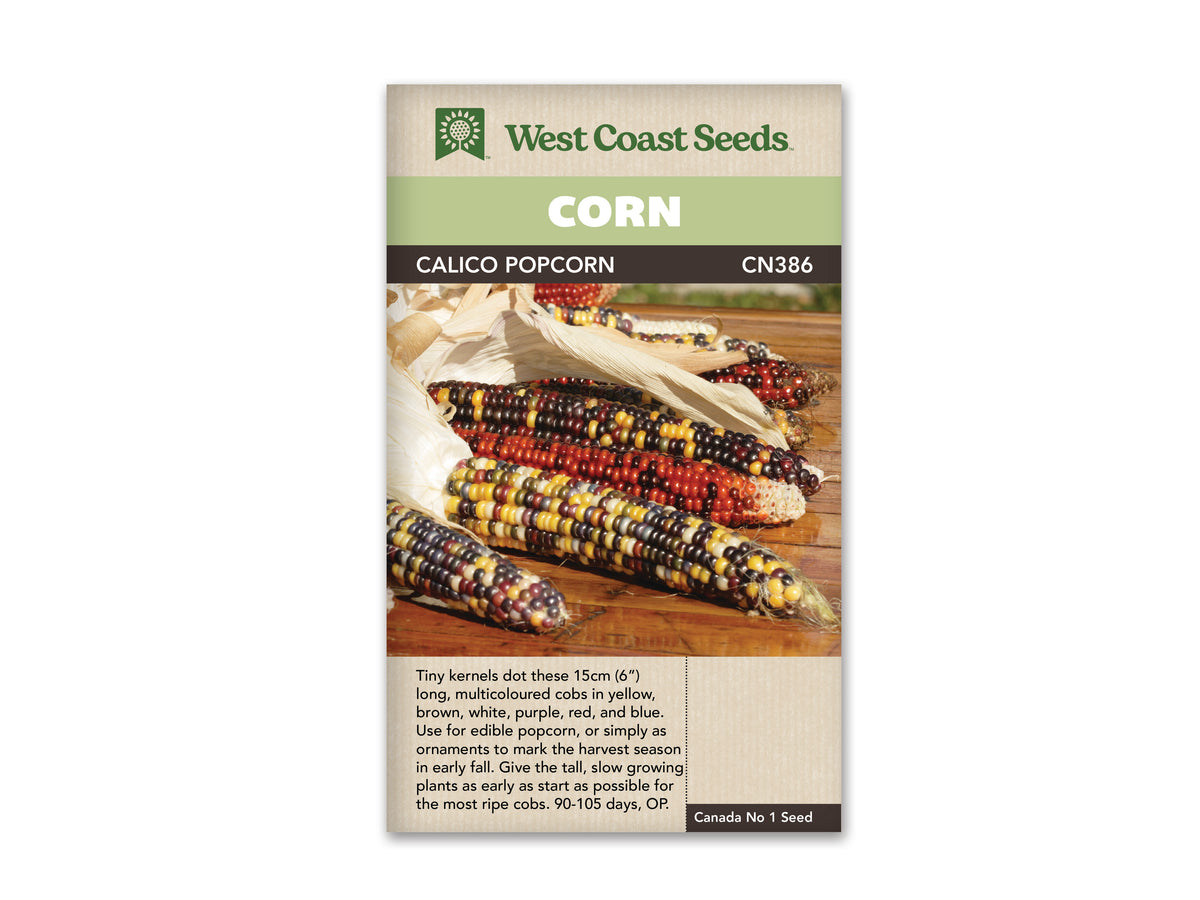 Corn - Calico Popcorn (Seeds) – Sunset Nursery