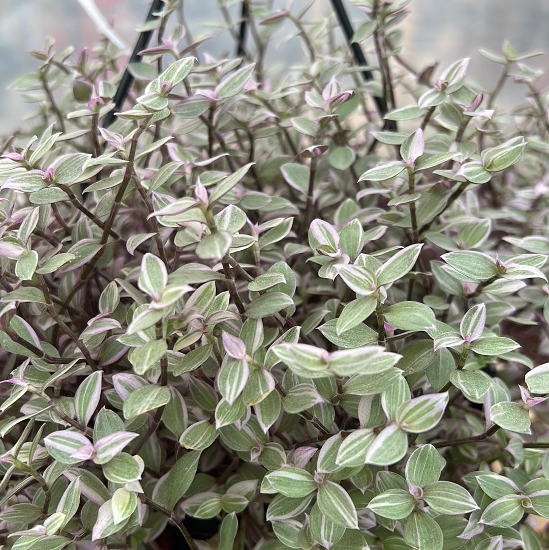 Callisia Repens - Pink Lady HB – Sunset Nursery