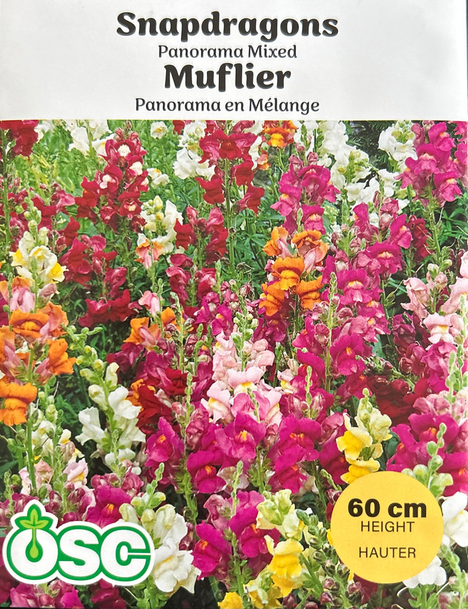 Snapdragon - Panorama Mixed Colours (Seeds) – Sunset Nursery