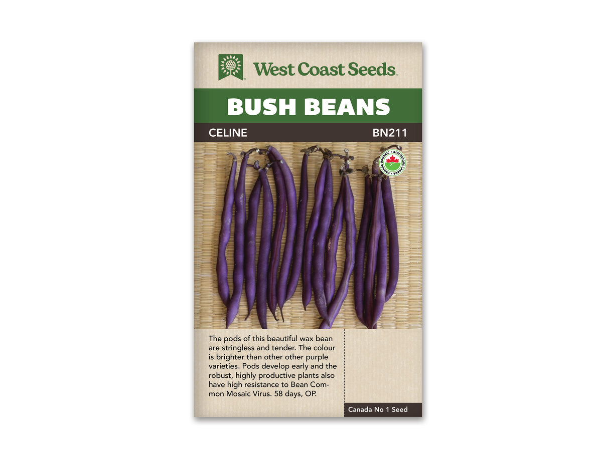 Bean - Celine Organic (Seeds) – Sunset Nursery
