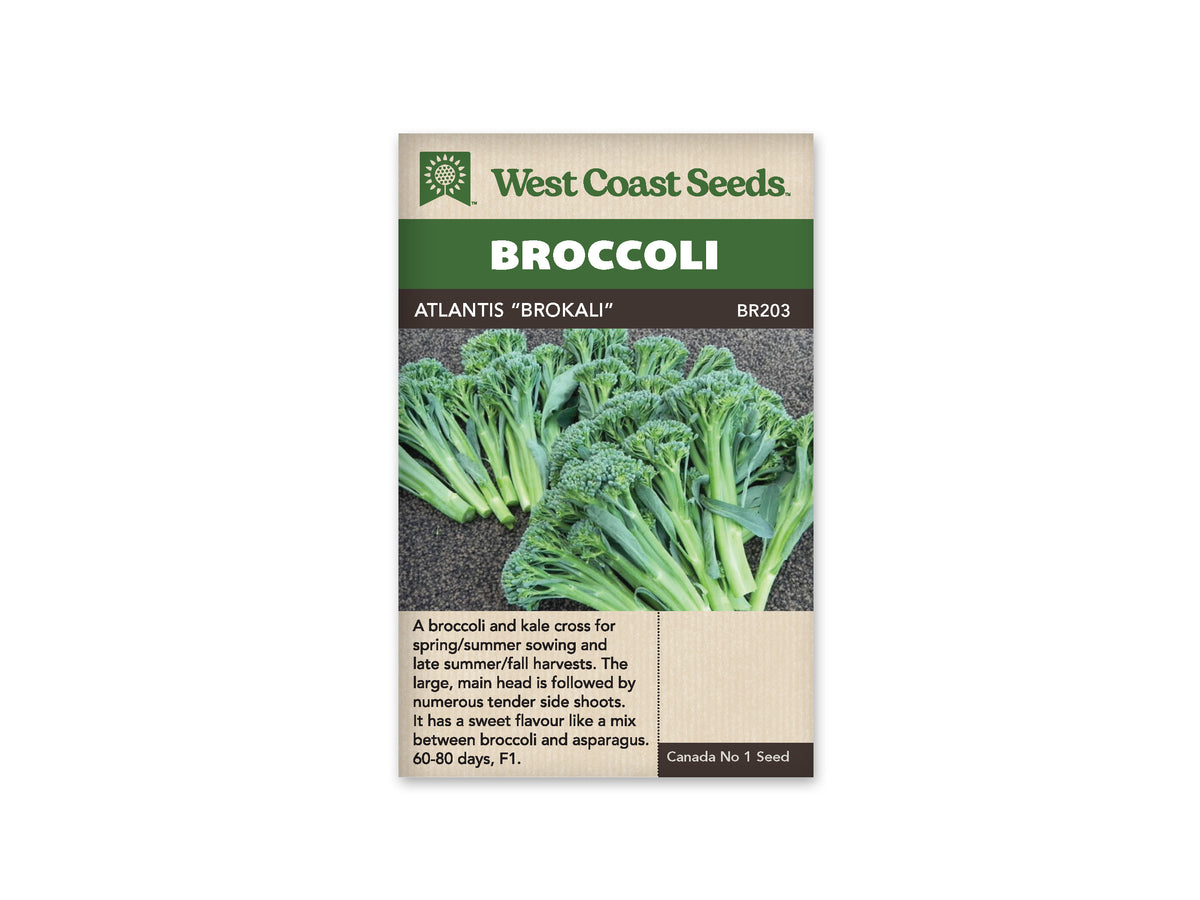 Broccoli - Atlantis Brokali (Seeds) – Sunset Nursery