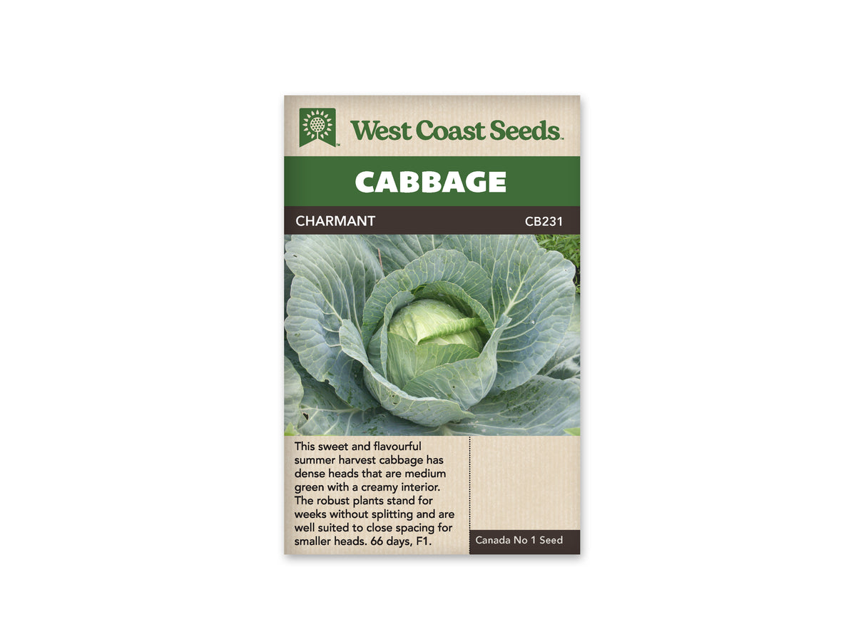 Cabbage - Charmant (Seeds) – Sunset Nursery