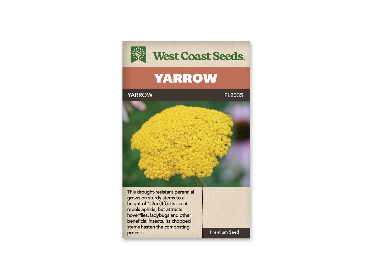 Yarrow (Seeds) – Sunset Nursery