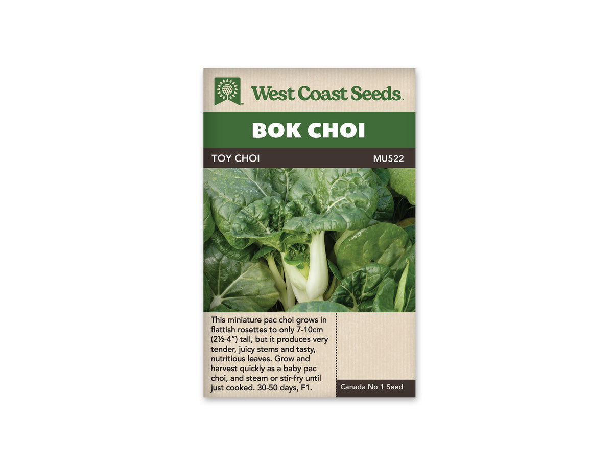 Pac Choi - Toy Choy (Seeds) – Sunset Nursery