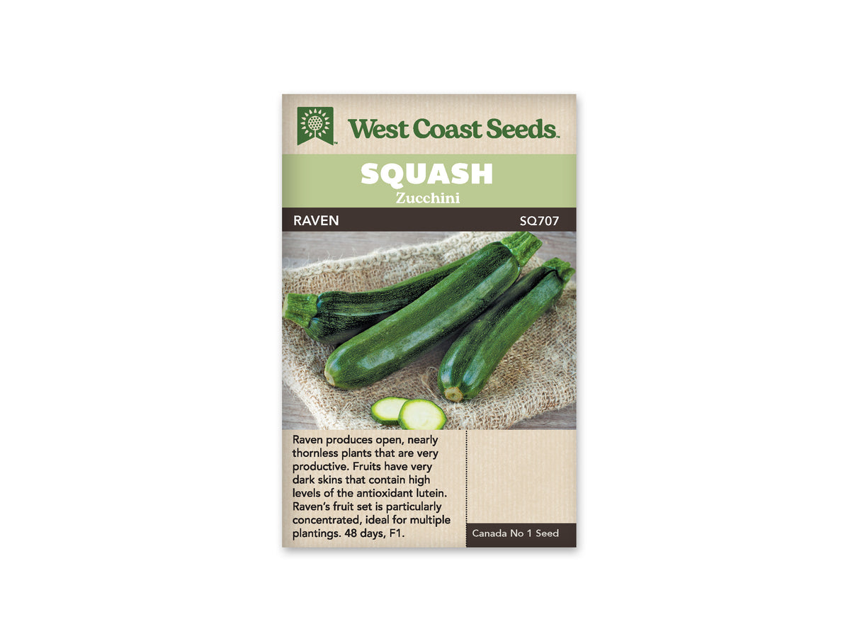 Squash - Raven F1 (Seeds) – Sunset Nursery
