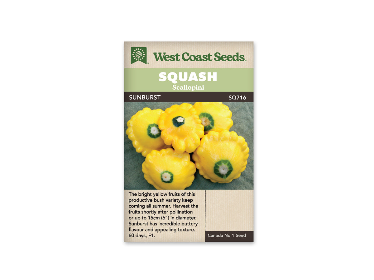 Squash - Sunburst (Seeds) – Sunset Nursery
