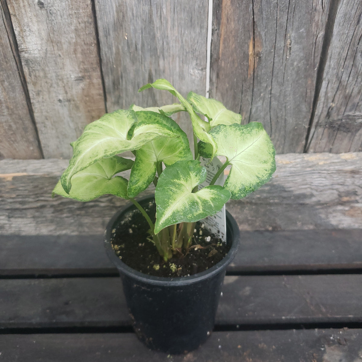 Nephthytis - White Butterfly Plant 3.5" – Sunset Nursery