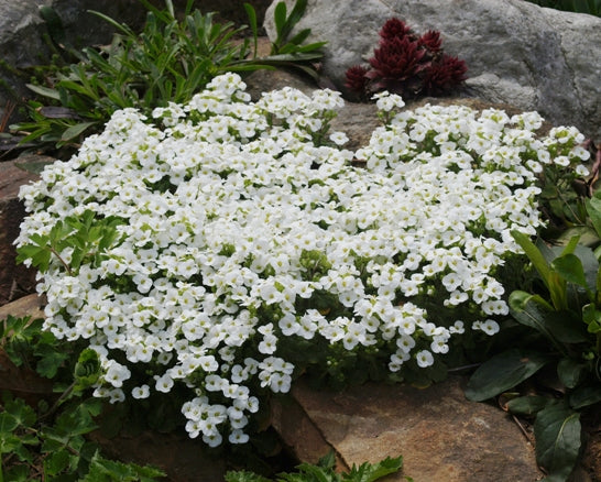 Arabis Snow Cap (Rock Cress) – Sunset Nursery