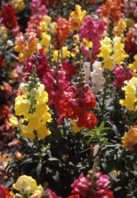 Snapdragon - Panorama Mixed Colours (Seeds) – Sunset Nursery