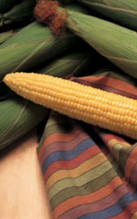 Corn - Earlivee Honey Select (Sweet Corn) Large Pack (Seeds) – Sunset ...