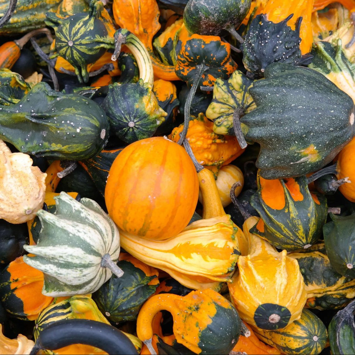 Gourds - Ornamental Mix (Seeds) – Sunset Nursery
