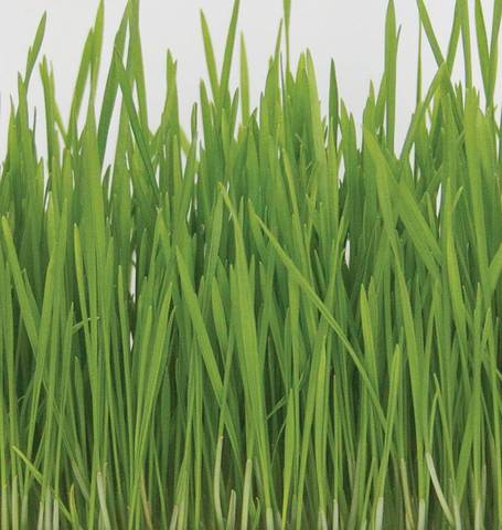 Hard Red Wheatgrass Sprouts – Sunset Nursery