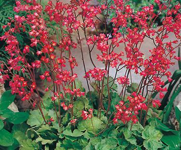 Heuchera (Coral Bells) - Bressingham Hybrids (Seeds) – Sunset Nursery
