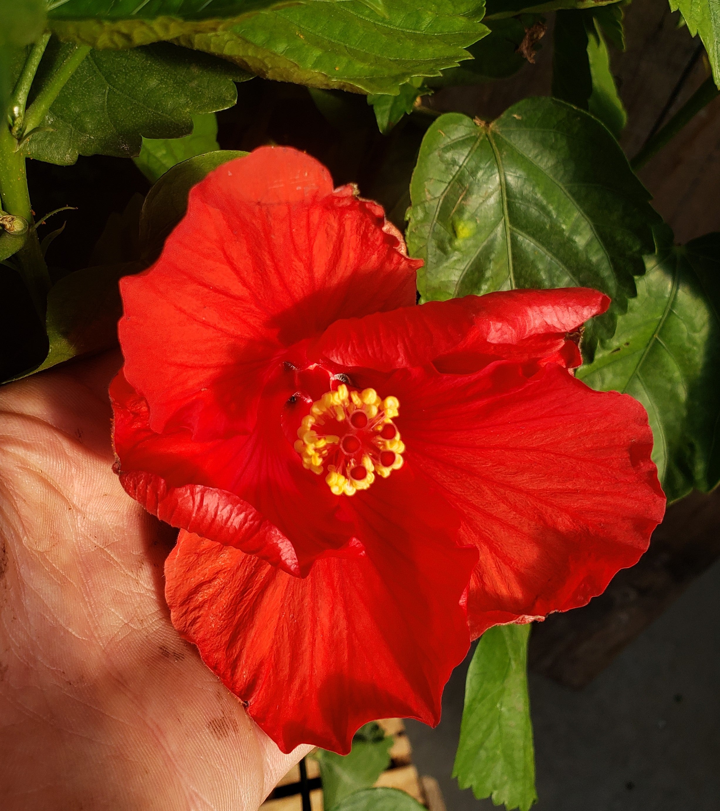 Red Hibiscus Bush Hibiscus Big KahunaTree Live Plant In A 3 Gallon