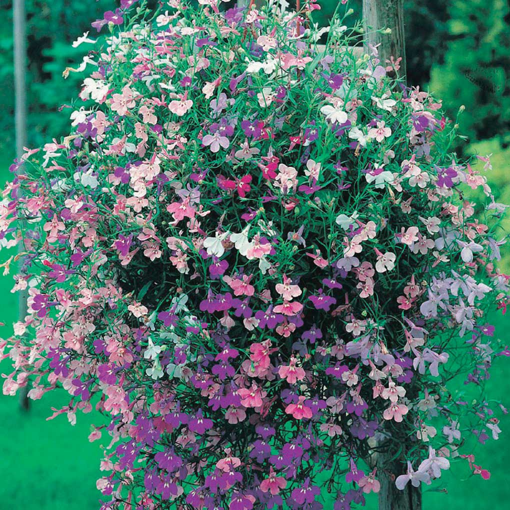 Lobelia - Cascade Mix (Seeds) – Sunset Nursery