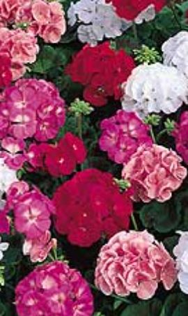 Geranium - Maverick Mixed (Seeds) – Sunset Nursery