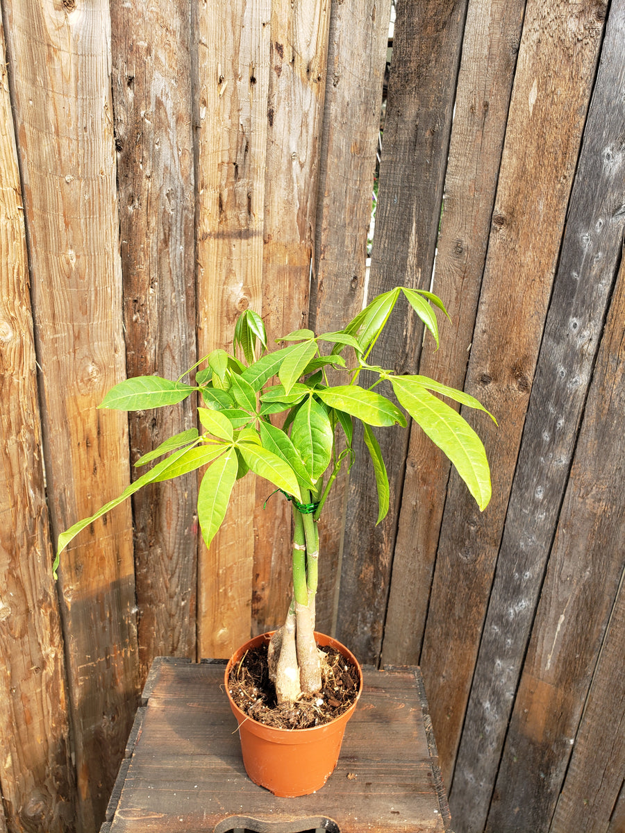 Money Tree (Braided) 5" – Sunset Nursery