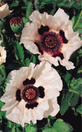 Oriental Poppy - Checkers (Seeds) – Sunset Nursery