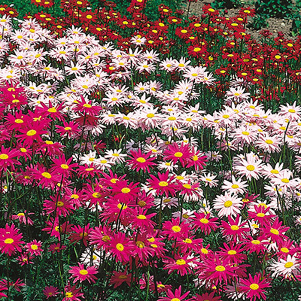Painted Daisy - Pyrethrum (Seeds) – Sunset Nursery