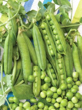 Pea - Early Perfection (Seeds) – Sunset Nursery