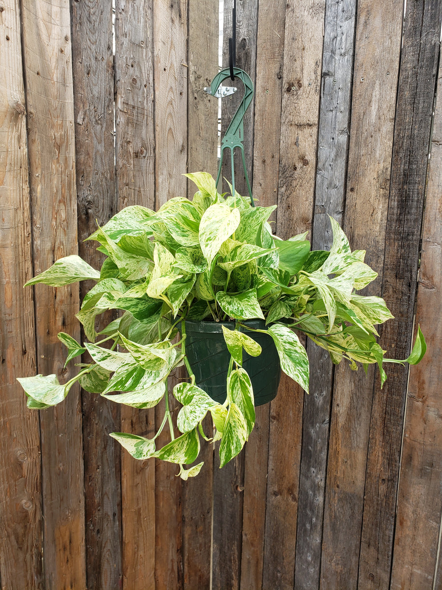 Marble Queen - Hanging Basket – Sunset Nursery