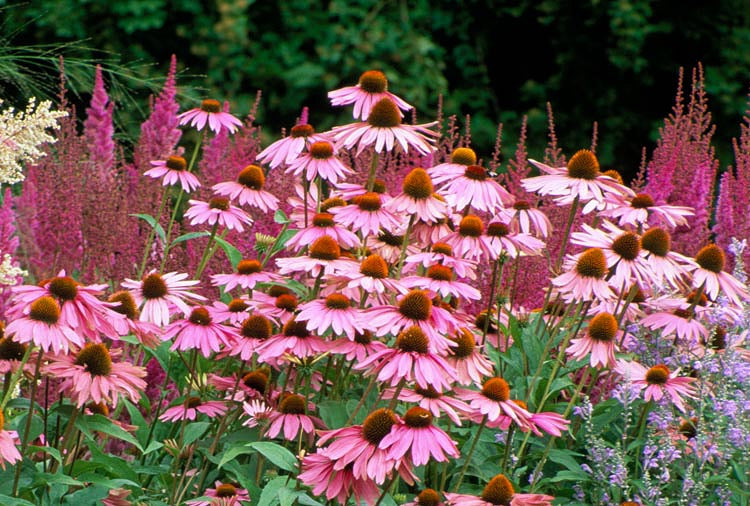 Coneflower Purple (Echinacea Purpurea) (Seeds) – Sunset Nursery