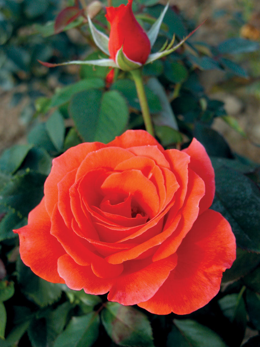 Rose - Candelabra – Sunset Nursery