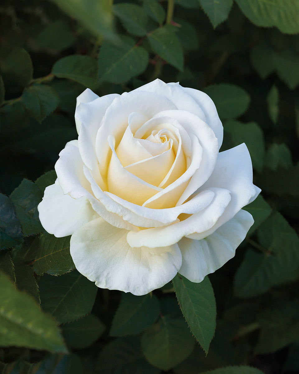 Rose - Easy Spirit – Sunset Nursery