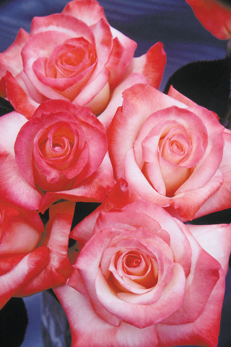 Rose - Gemini (Hybrid Tea) – Sunset Nursery