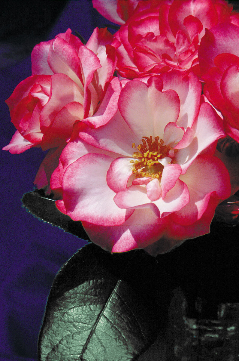 Rose - Tabris (Floribunda) – Sunset Nursery