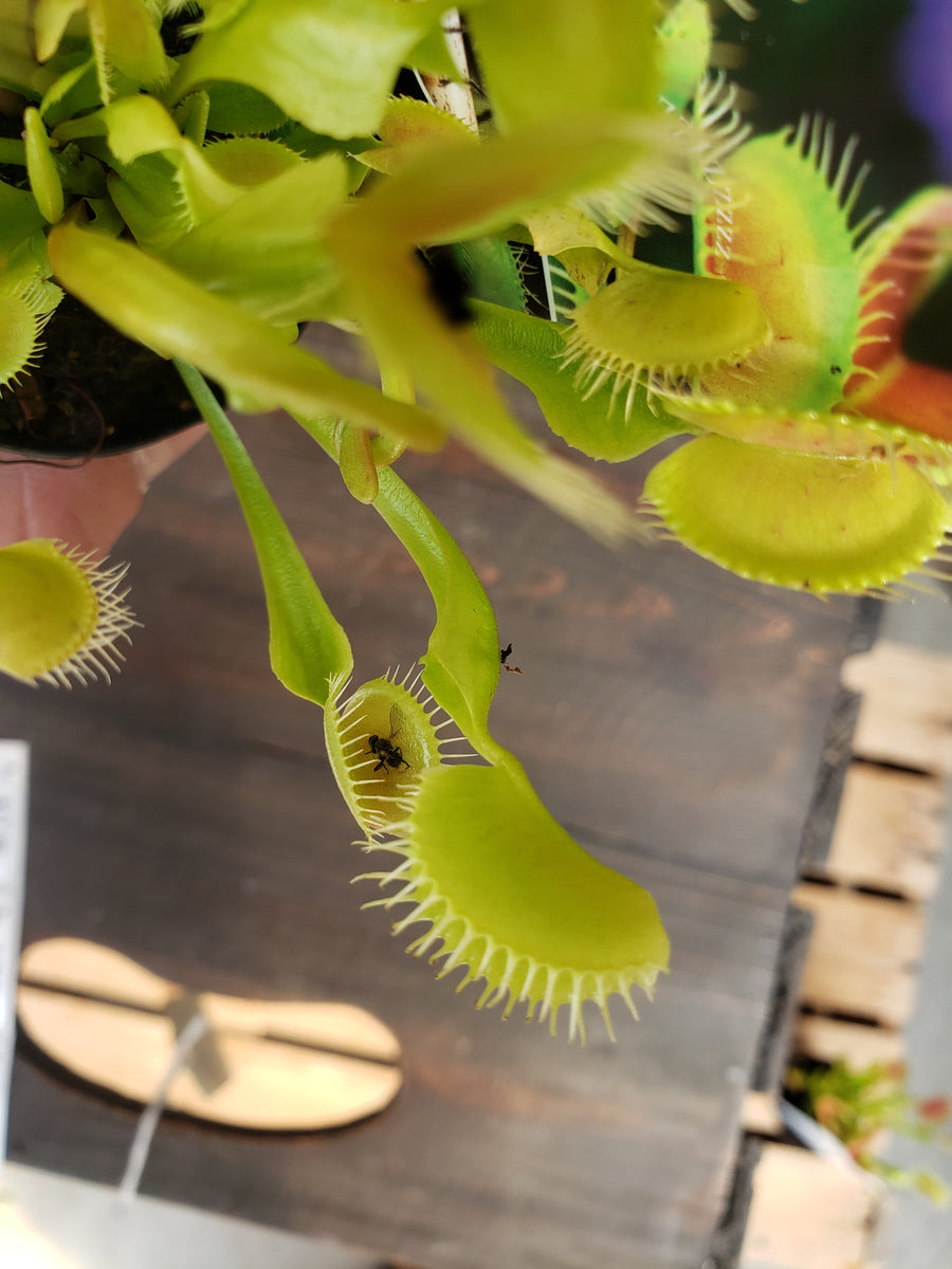 Venus Fly Trap – Sunset Nursery