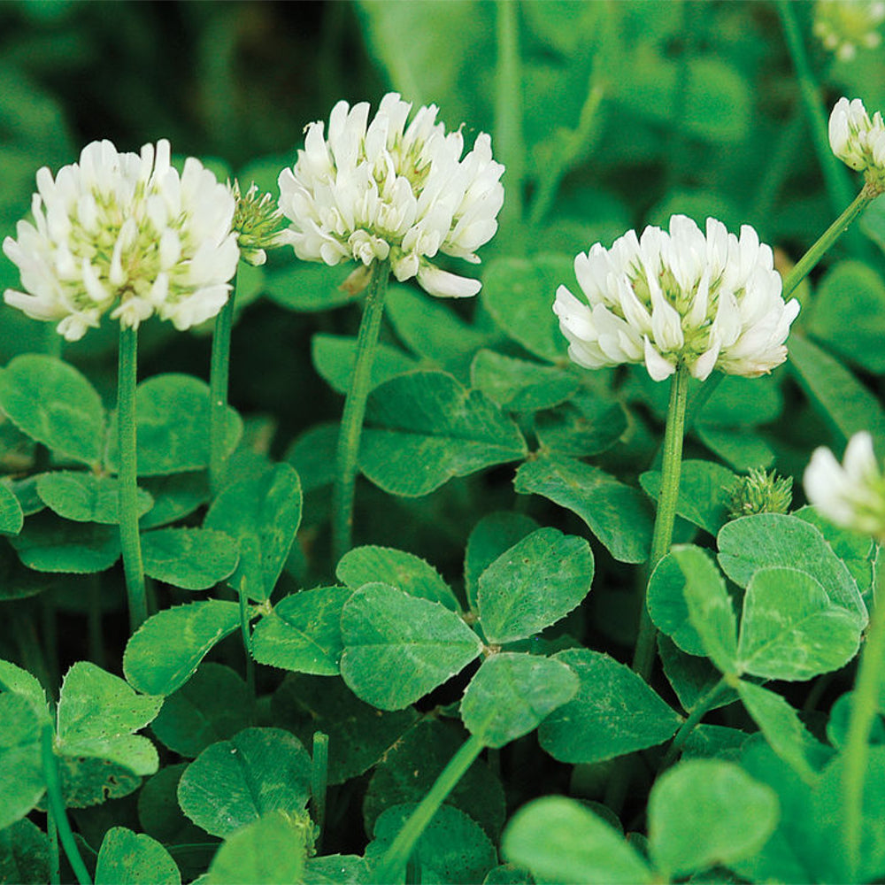 White Clover (Seeds) – Sunset Nursery