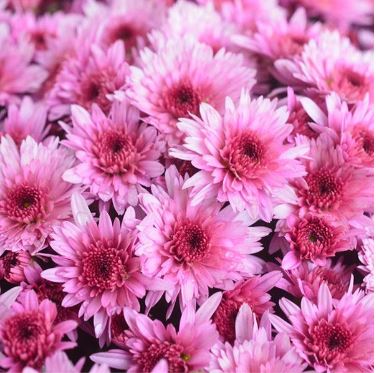 Mum - Carousel Pink 18" – Sunset Nursery