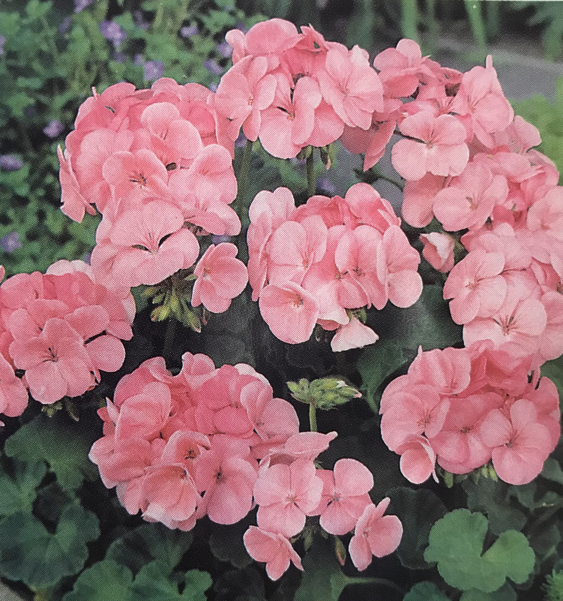 Geranium - Maverick Pink (Seeds) – Sunset Nursery