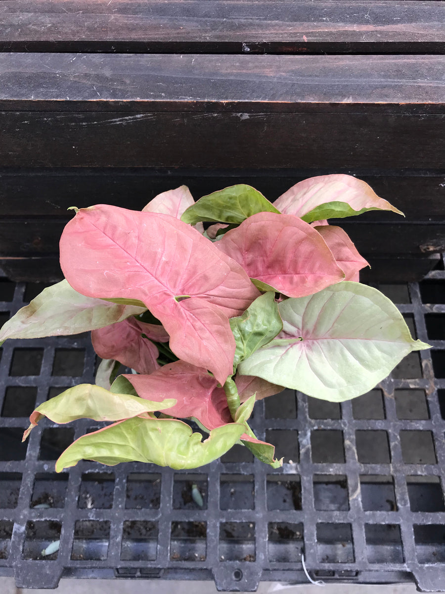 Nephthytis - Pink – Sunset Nursery