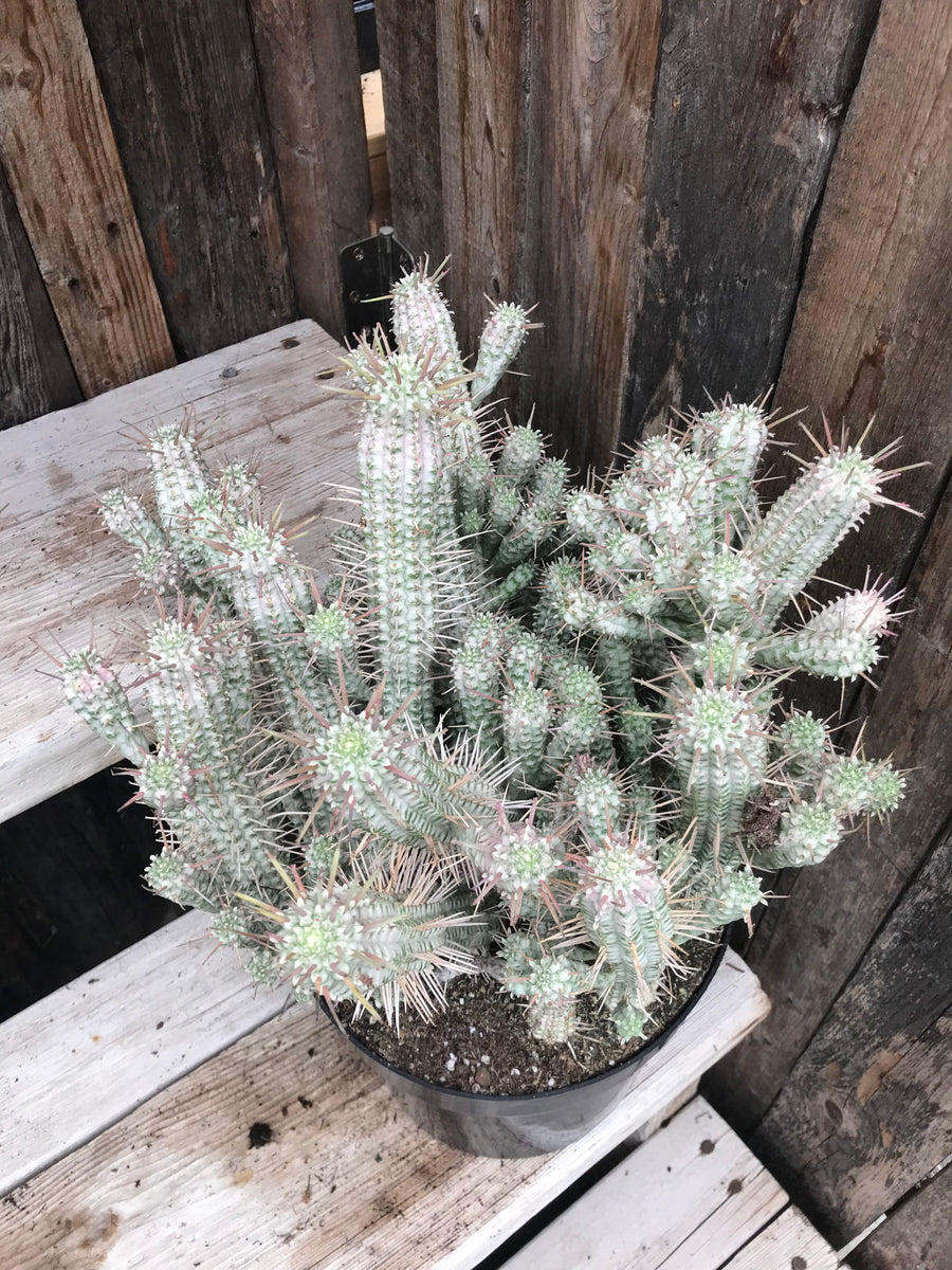 Euphorbia Mammillaris Var. - Indian Corn Cob 8" – Sunset Nursery