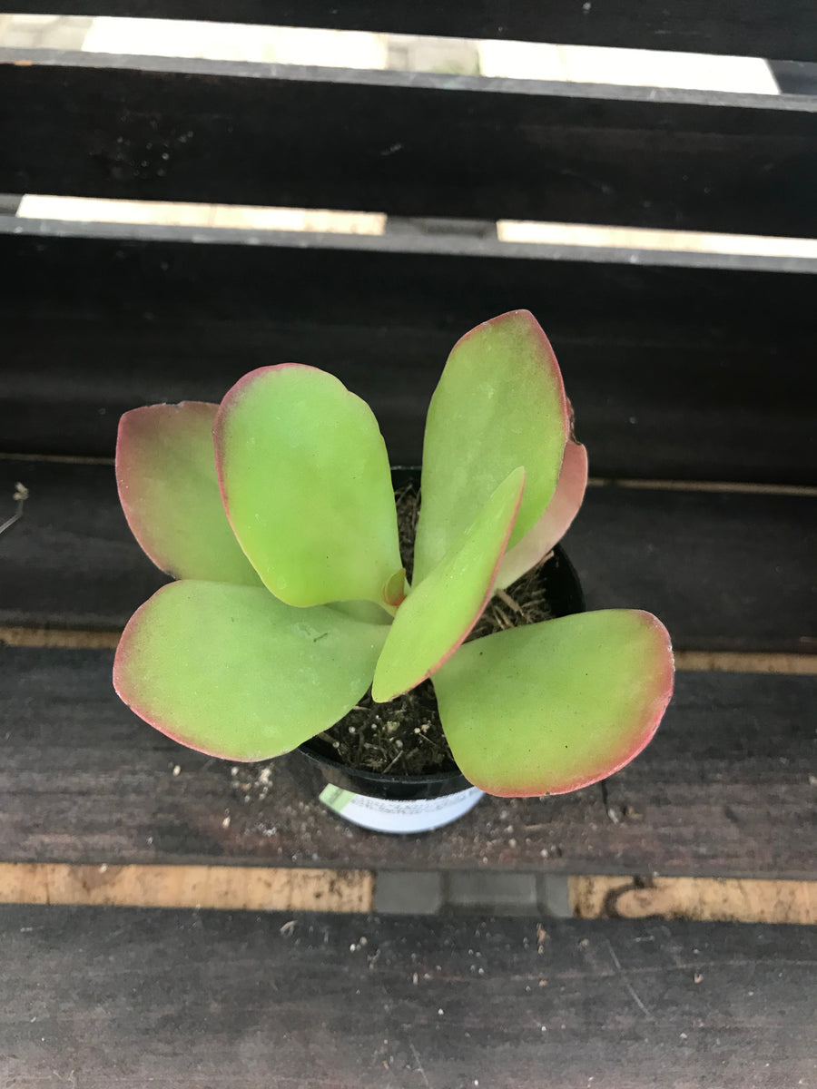 Kalanchoe Hybrid - Dragonfire – Sunset Nursery