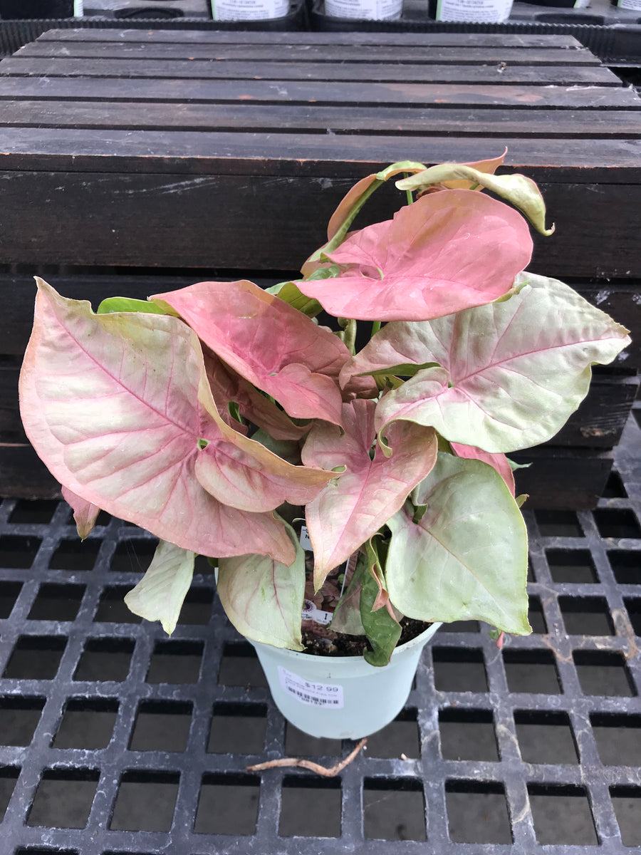 Nephthytis - Pink – Sunset Nursery