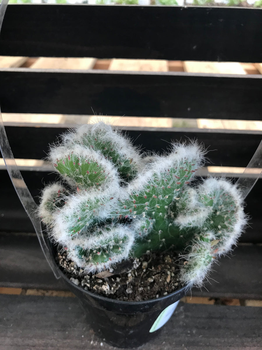 Crested Cactus - Roller Coaster – Sunset Nursery