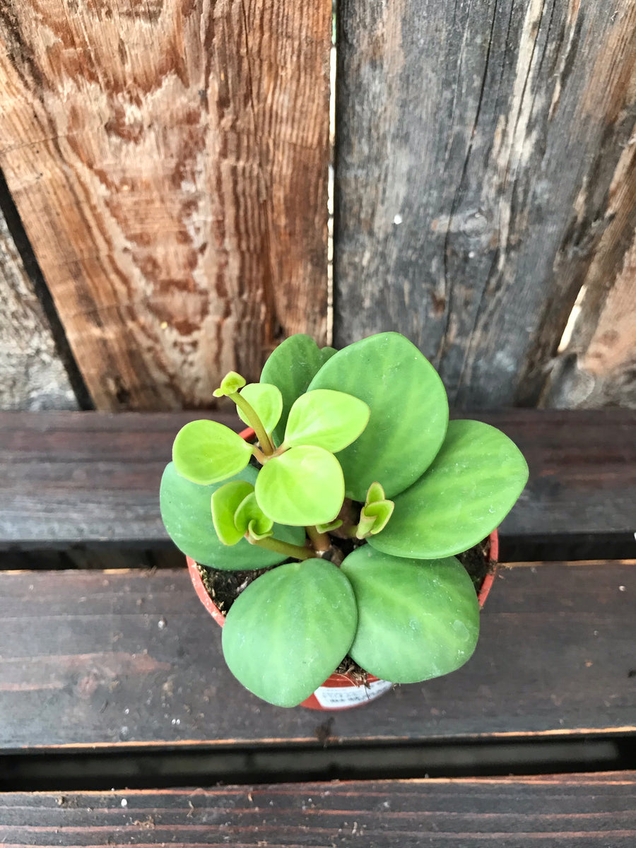 Peperomia - Hope – Sunset Nursery