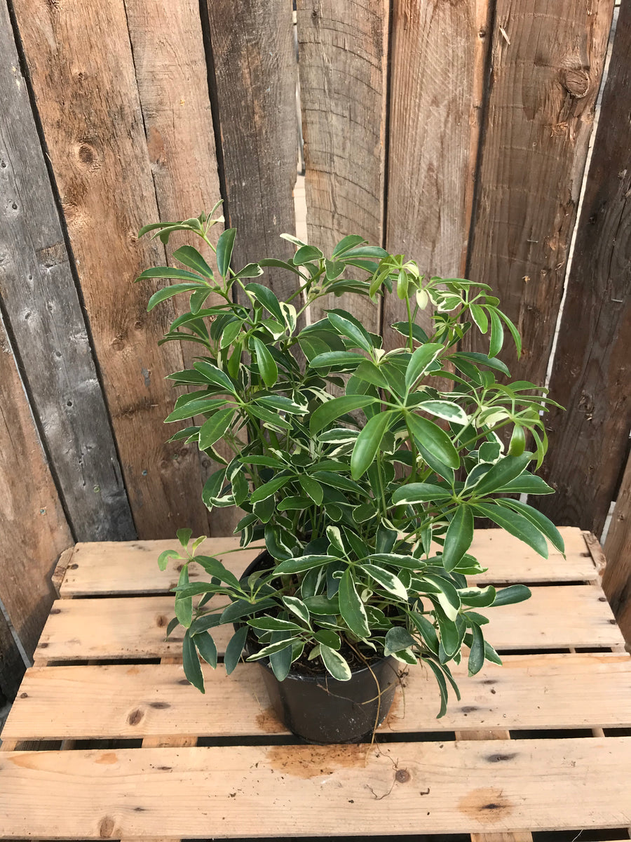 Schefflera Arboricola - Mini Green Dwarf Umbrella – Sunset Nursery
