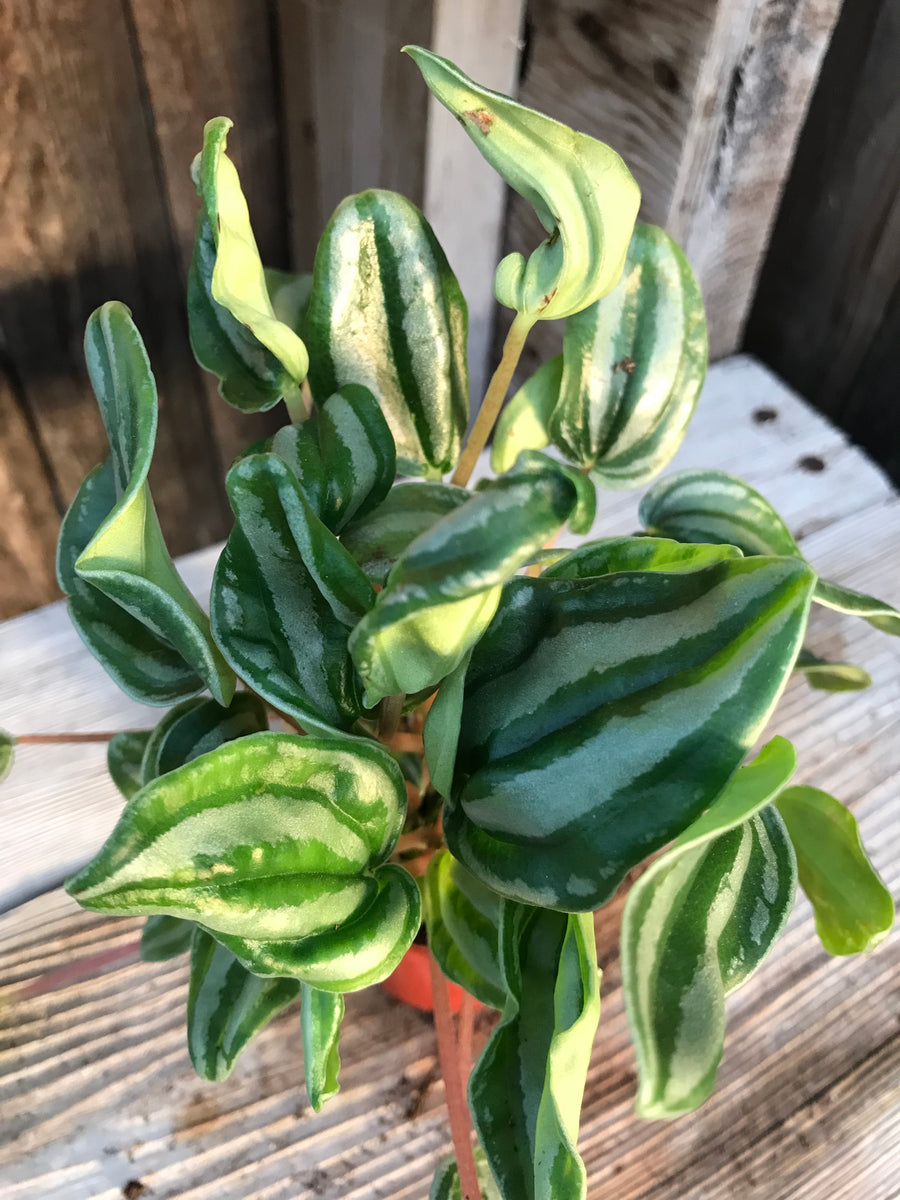 Peperomia - Miniature Watermelon – Sunset Nursery